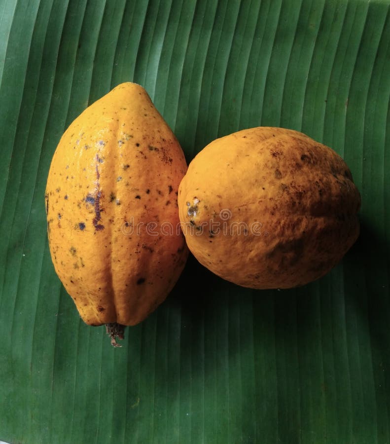 Ripe Cocoa Pods on Tree Growth in Garden Stock Photo - Image of fruit ...