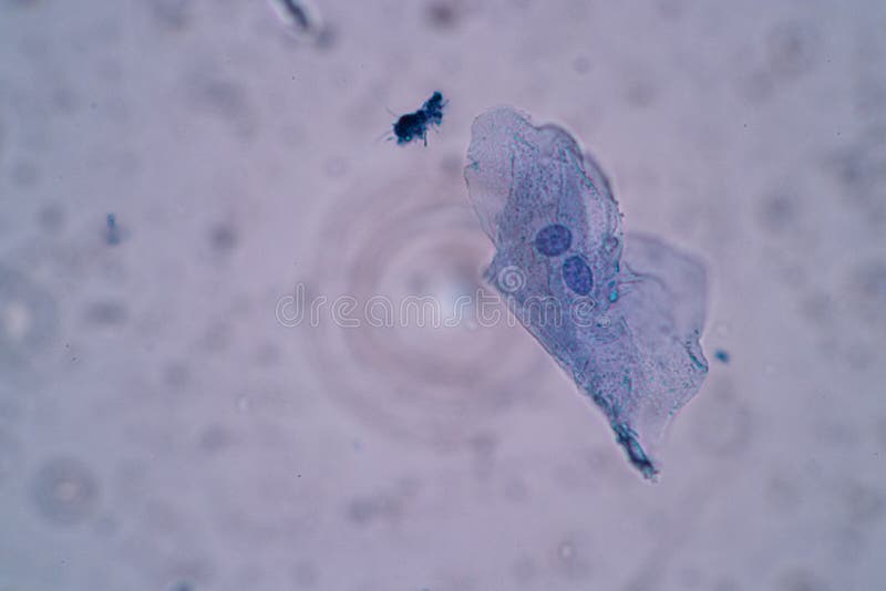 Characteristics of Squamous Epithelial Cell Cell Structure of Human ...