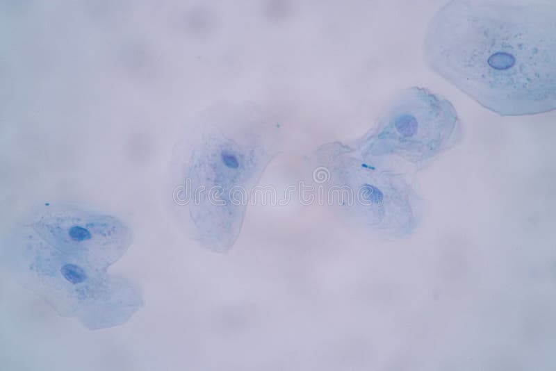Characteristics of Squamous Epithelial Cell Cell Structure of Human ...
