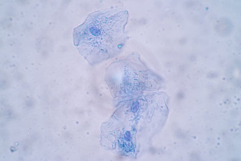 Characteristics of Squamous Epithelial Cell Cell Structure of Human ...