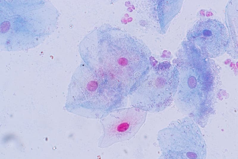 Squamous Epithelial Cell Cell Structure of Human Under Microscope View ...