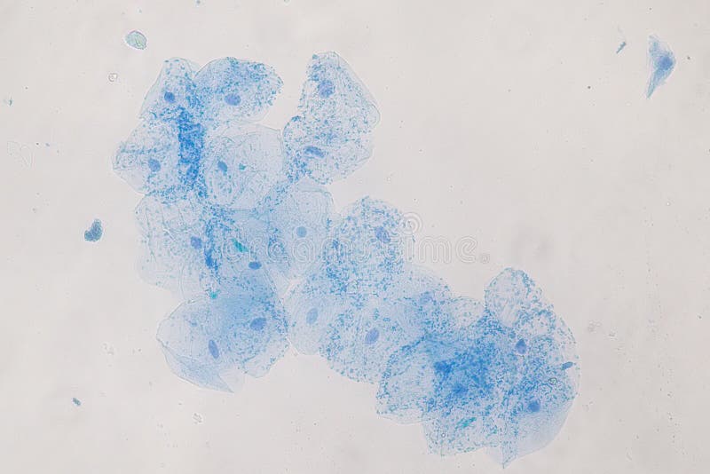 Squamous Epithelial Cell Cell Structure of Human Under Microscope View ...