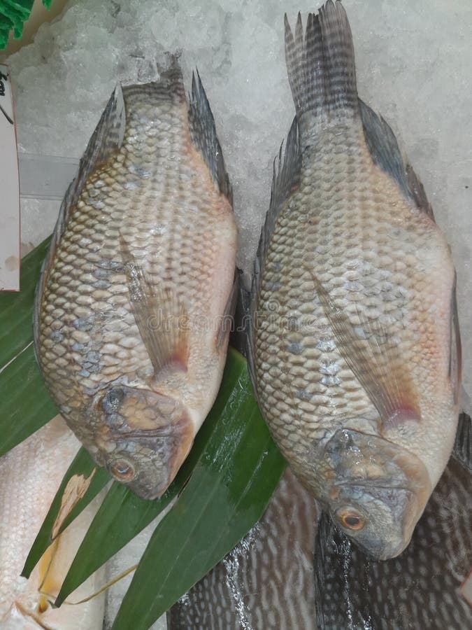 Elongated Laterally Flattened Stock Photos - Free & Royalty-Free Stock ...