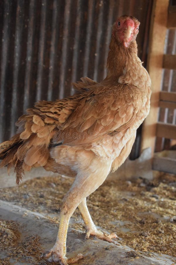 Asil Breeds Stock Photos - Free & Royalty-Free Stock Photos from Dreamstime