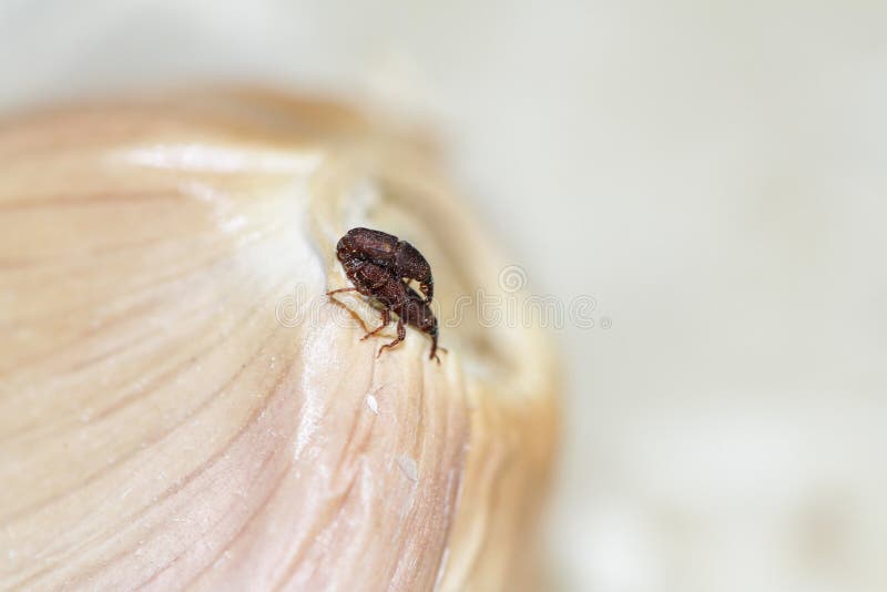 Le Charançon De Riz Infecté De Scarabées Les Insectes De Charançon ...