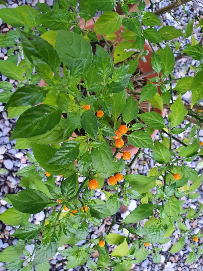 Charapita pepper stock photo. Image of green, berry - 275355032