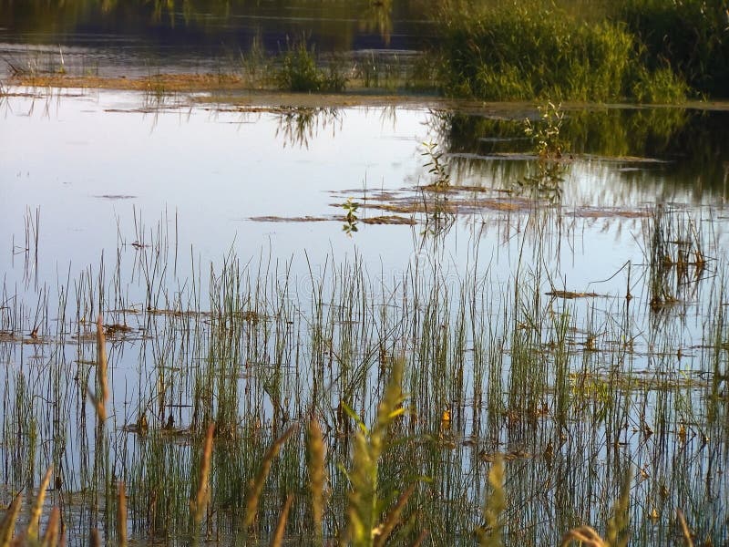 Charca foto de archivo. Imagen de charca, arbusto, cisterna - 1006786