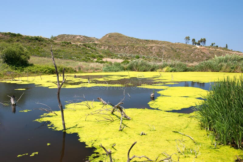 Charca imagen de archivo. Imagen de almidonado, acometidas - 29695059