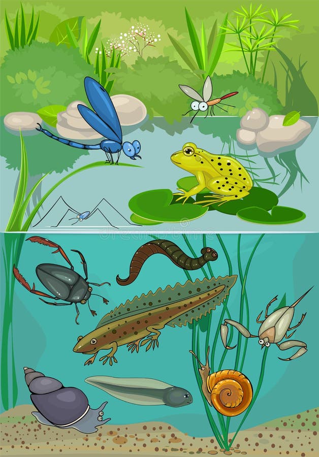 Ecosistema De La Charca Y Ciclo De Vida De Pescados Secuencia De Etapas ...