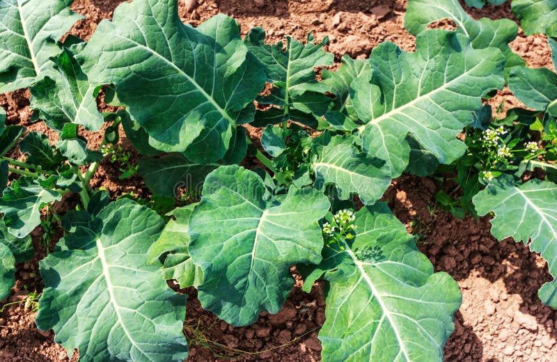 Chard Field in Early Summer Stock Photo - Image of vegetable, crop ...