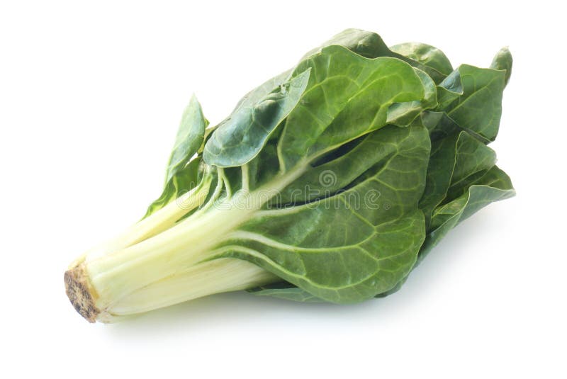 Chard stock photo. Image of healthy, white, chard, leaf - 161436340