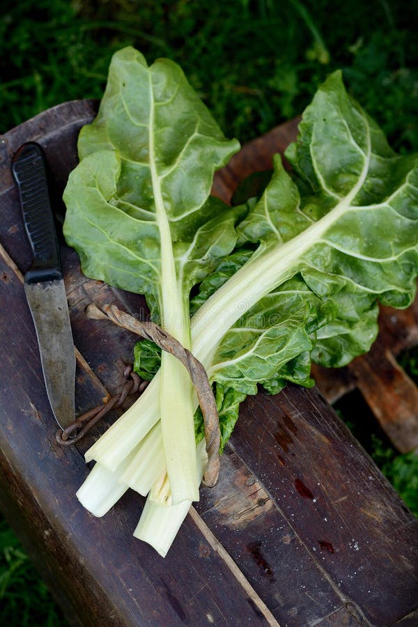 Chard leaves stock image. Image of summer, produce, green - 43553495