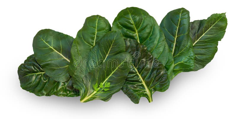 Chard leaves stock image. Image of swiss, diet, chard - 36902159