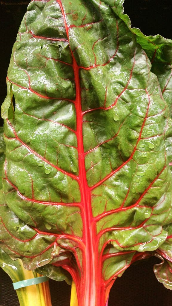 Chard at a Produce Stand stock image. Image of healthy - 88767781