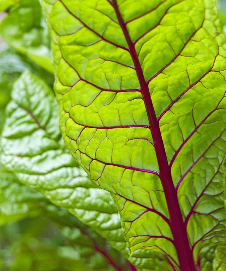 Chard with red ribs stock image. Image of underside, vitamins - 57660989