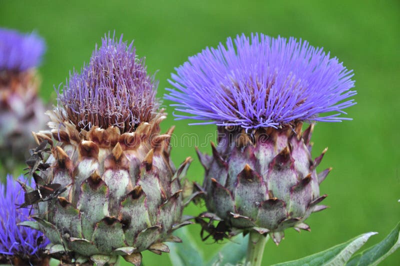 Chardon photo stock. Image du chardon - 5028264