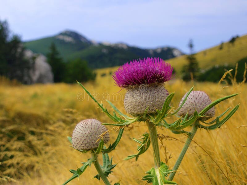 Chardon Bleu De Fleur Sauvage Image stock - Image du pré, côte: 67723307