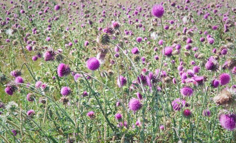Champ de chardon photo stock. Image du horizontal, été - 84002446