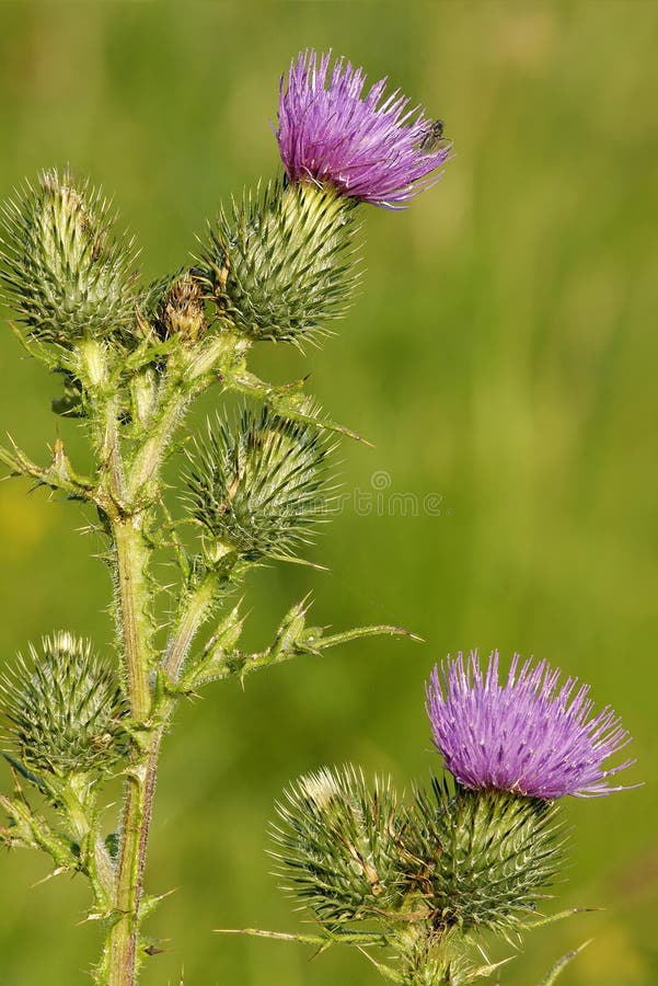 Chardon de lance image stock. Image du pointu, flore - 65877783