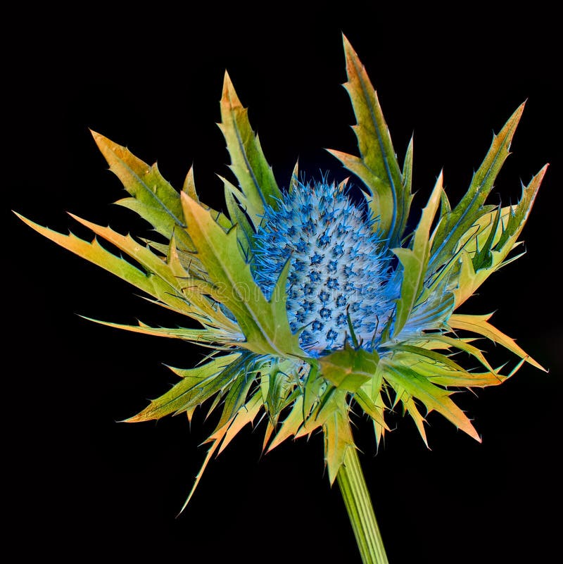 Chardon magique image stock. Image du noir, centrale - 22770187