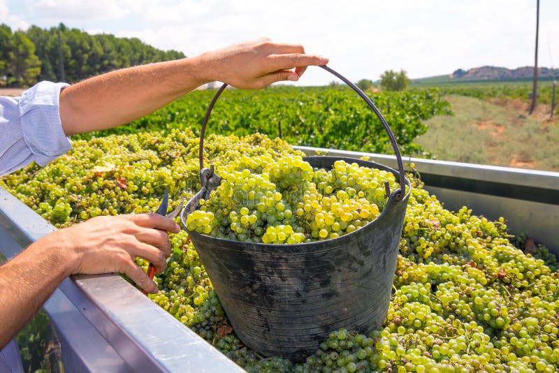 Chardonnay Harvesting with Wine Grapes Harvest Stock Photo - Image of ...