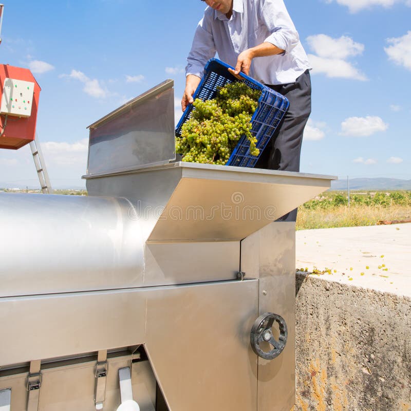 Chardonnay Wine Grapes Winemaker in Destemmer Stock Photo - Image of ...