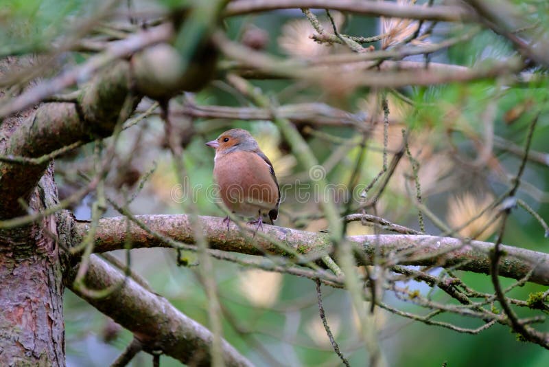 Chaffinch on a tree branch stock photo. Image of wild - 100300346