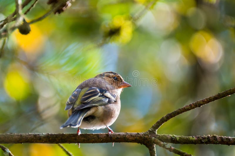 Chaffinch on a tree branch stock photo. Image of wildlife - 100300124