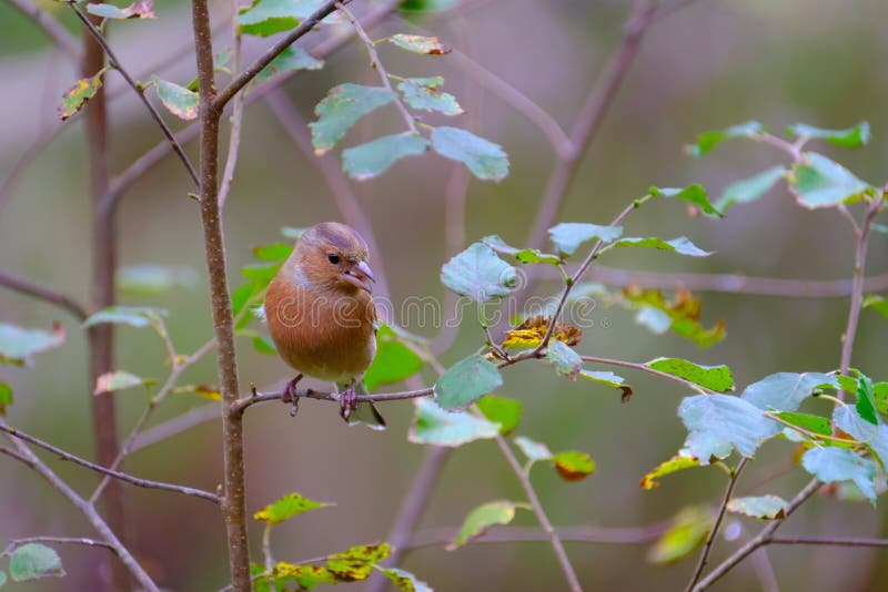 Chaffinch on a tree branch stock photo. Image of branch - 100300432
