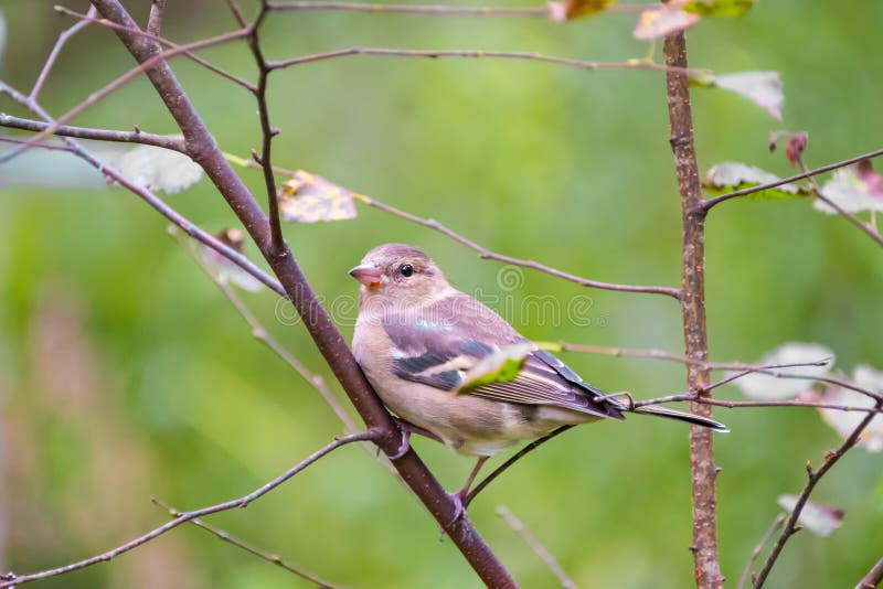 Chaffinch on a tree branch stock image. Image of spring - 100300501