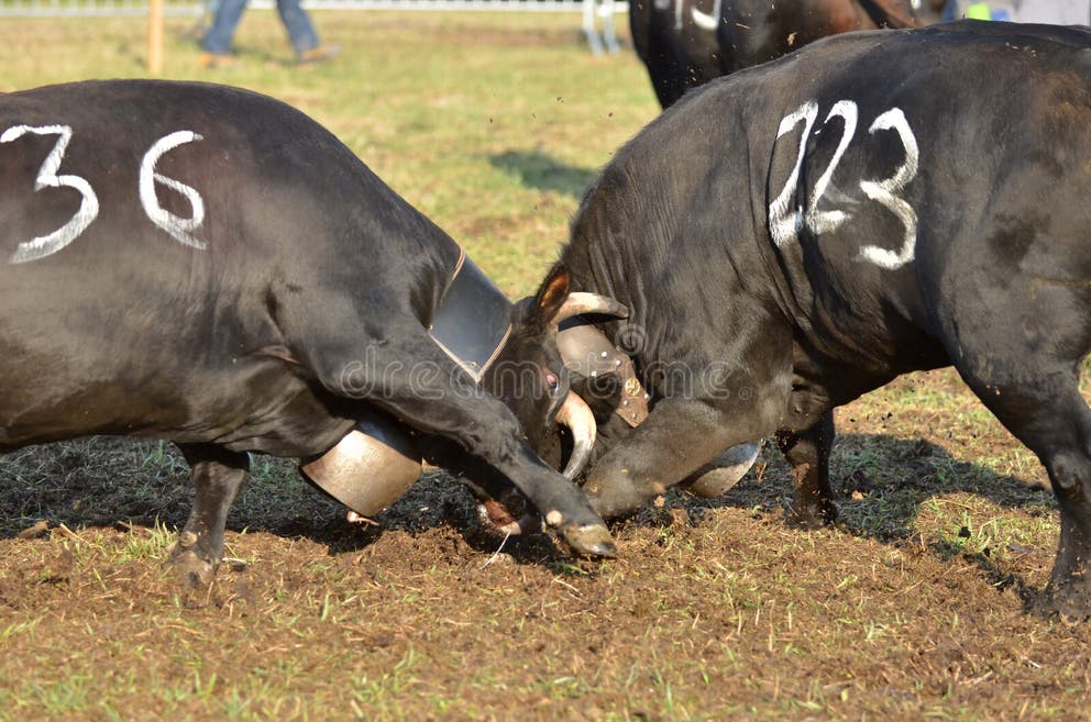 Charge stock image. Image of struggle, vache, farming - 24141031