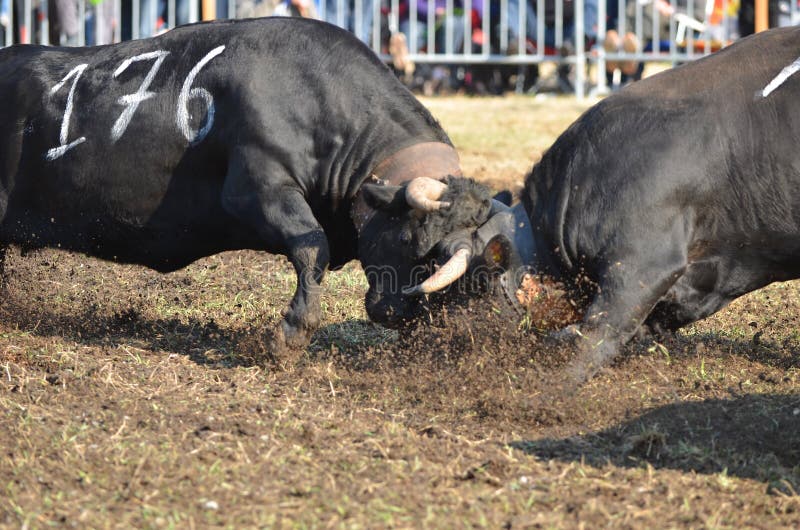 208 Fighting Cows Stock Photos - Free & Royalty-Free Stock Photos from ...
