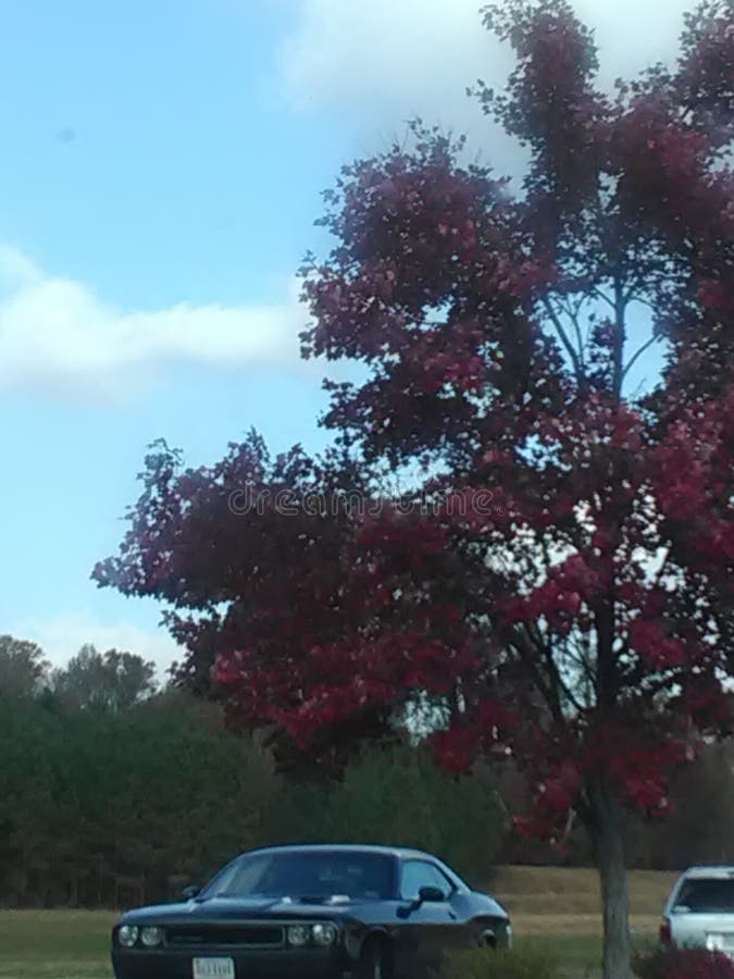 Charger Red Tree Cool Slick Editorial Image - Image of tree, charger ...