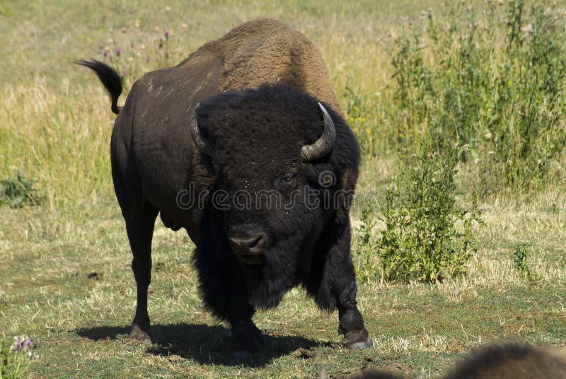 Charging Bison stock photo. Image of antler, steak, roam - 10718828