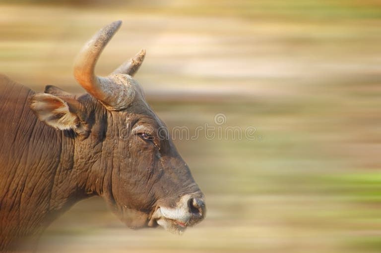 415 Bull Rush Stock Photos - Free & Royalty-Free Stock Photos from ...