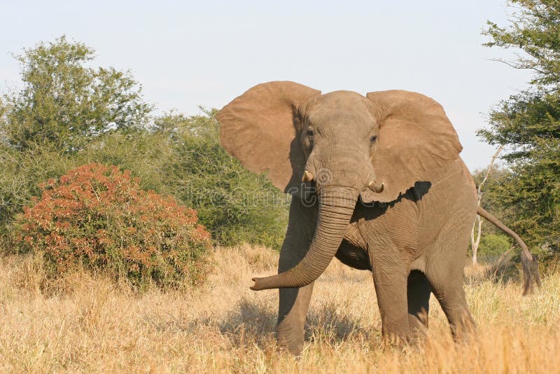 Charging elephant stock image. Image of charging, wildlife - 2491877