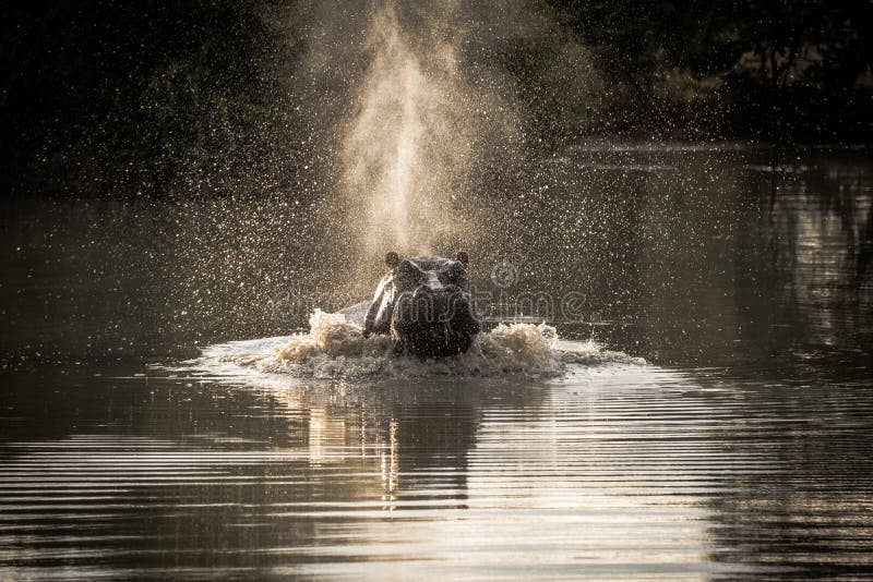 Angry Hippo with Open Mouth, Naivasha, Kenya Stock Photo - Image of ...