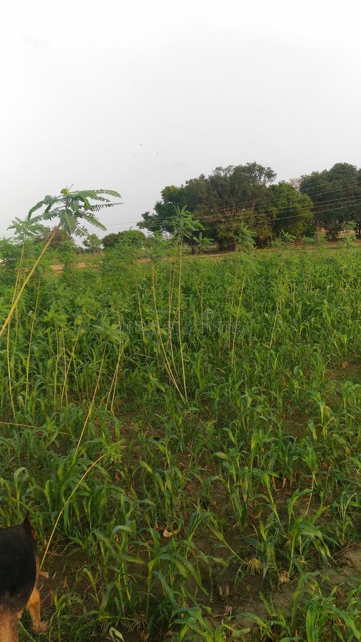 Chari stock photo. Image of field, chari, farms, natural - 122514166