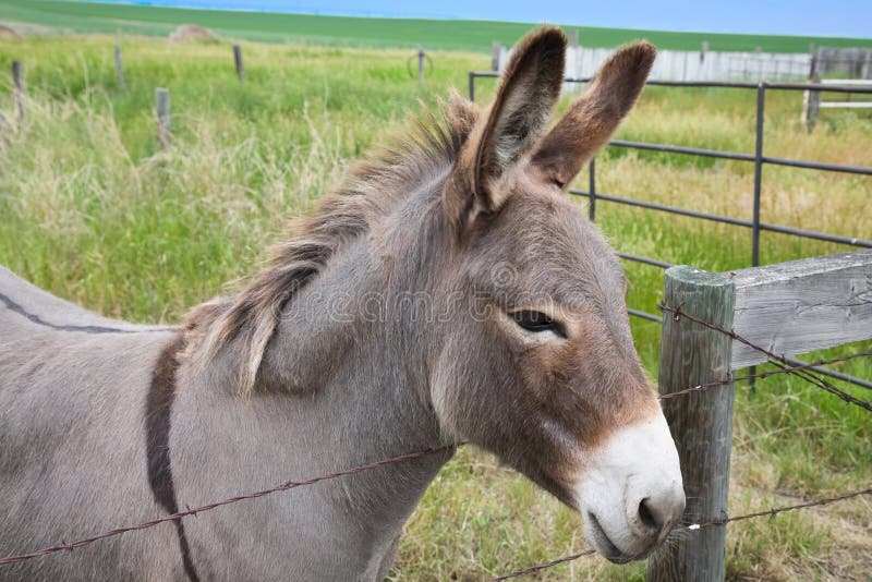 Bourrique Photos Stock - Téléchargez 6,957 Photos libres de droits