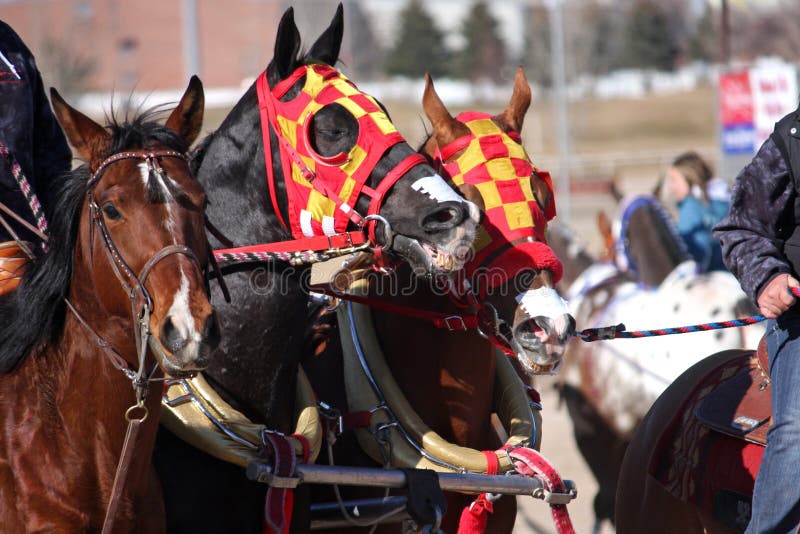 Chariot racing stock photo. Image of competition, sand - 27206310