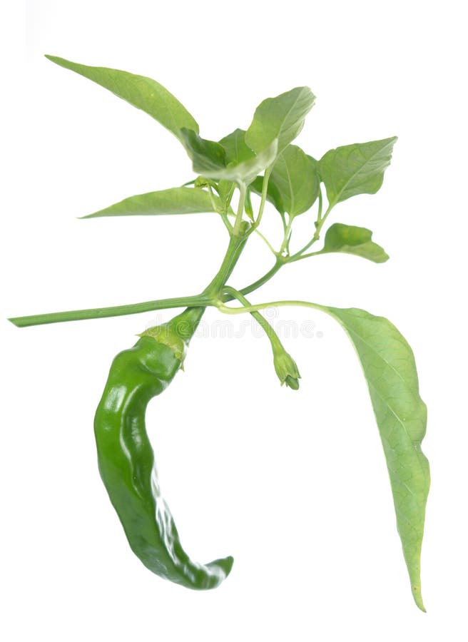 Charleston pepper stock photo. Image of ingredient, orange - 46728640