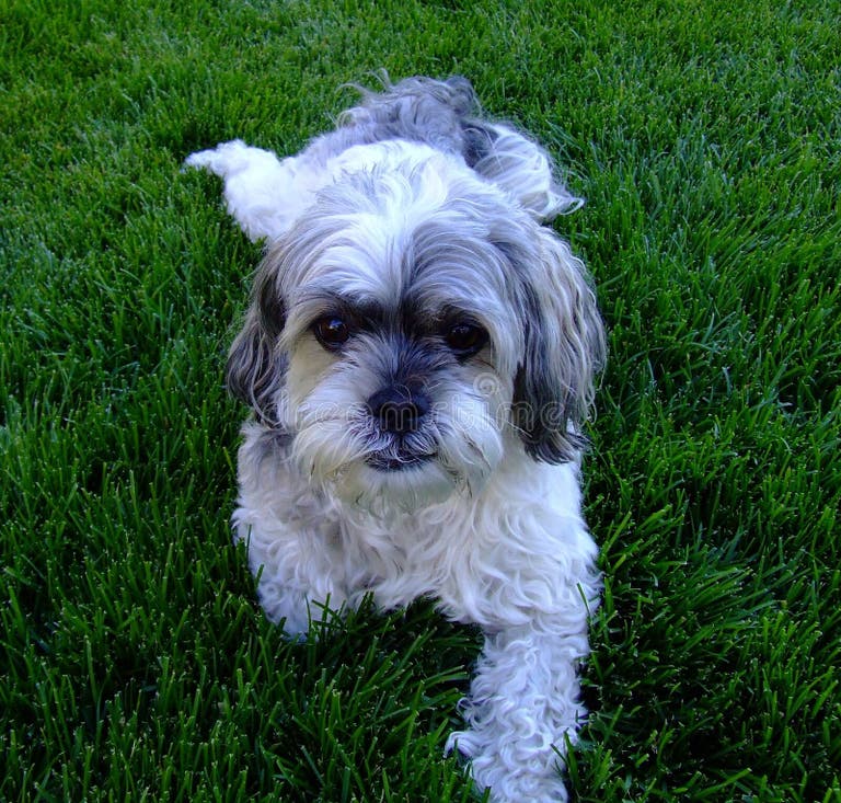 283 Charley Eiseman Stock Photos - Free & Royalty-Free Stock Photos ...