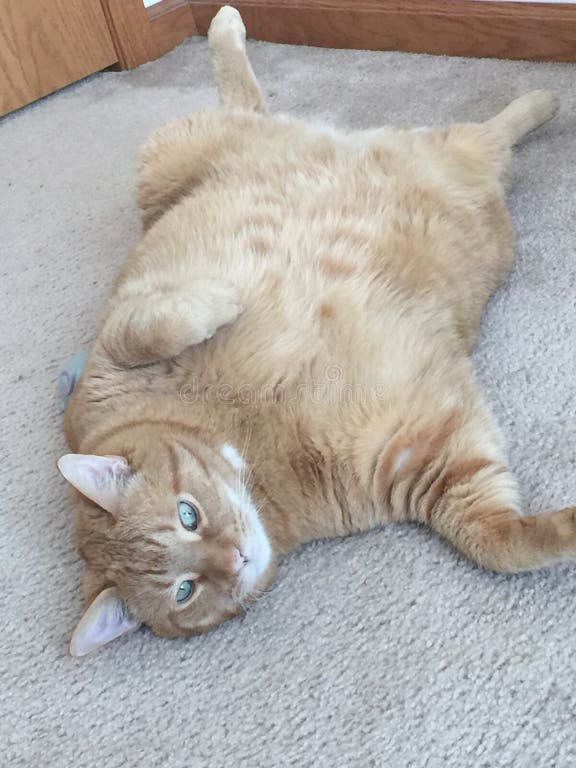 Charlie stock image. Image of handsome, chubby, charlie - 51652941