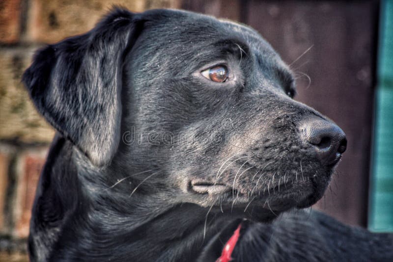 Charlie the Labrador foto de archivo. Imagen de alto - 81838110