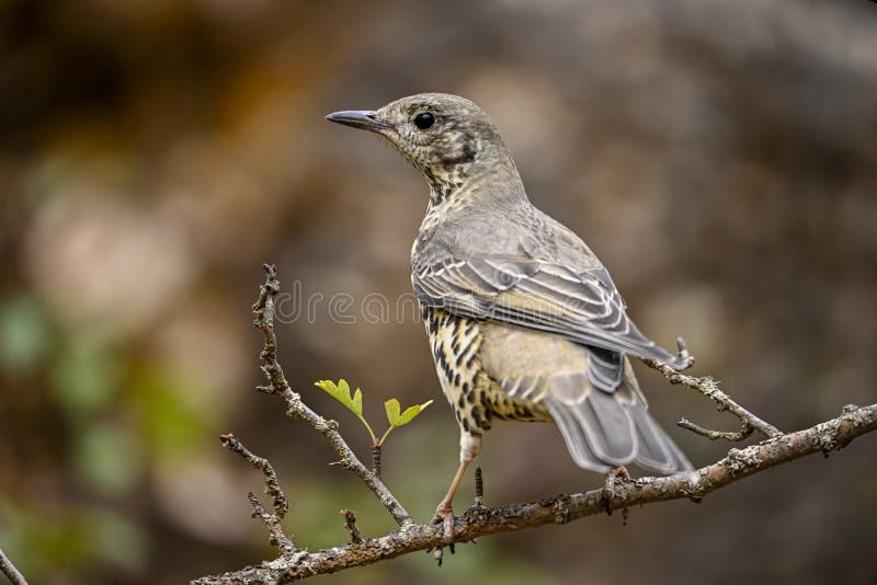 Charlo Thrush or Turdus Viscivorus, Bird of the Order Passeriformes ...
