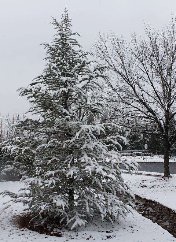 Charlotte Snow stock image. Image of peaceful, christmas - 38065559
