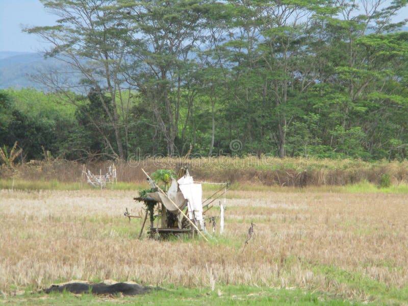 Rice Fields Under the Beautiful Foot of the Mountain, Subang Regency ...