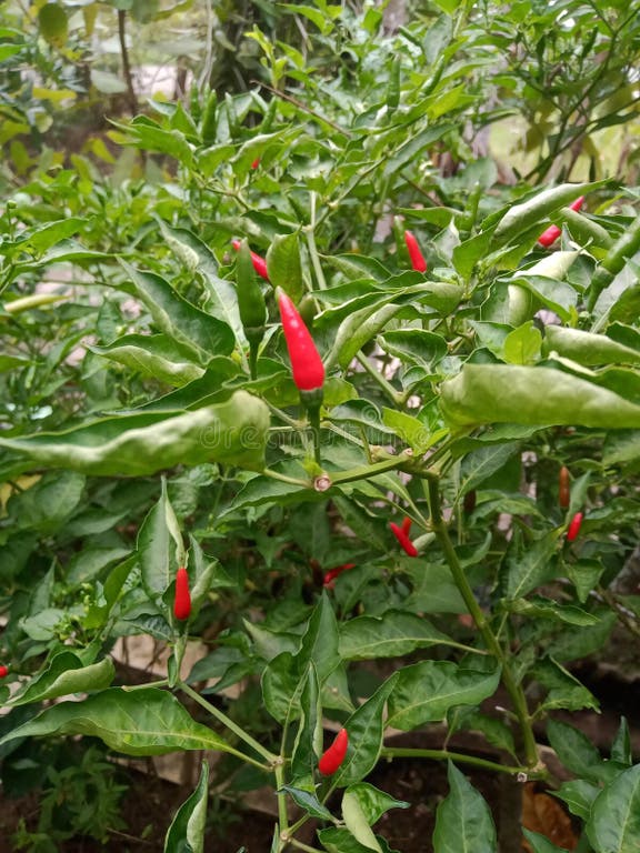 The Charm of Chili Plants Using Pots Stock Image - Image of charm ...
