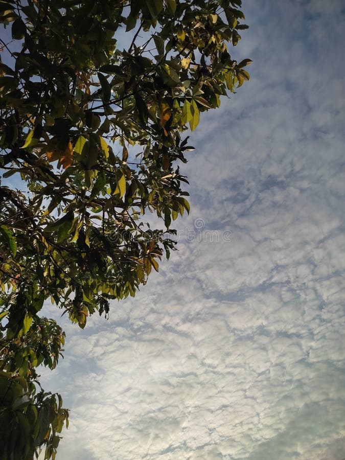 Charm of Morning Clouds in Badau Village with Air without Pollution ...