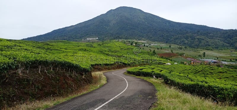 The Charm of Mount Dempo and Pagaralam Tea Garden Stock Photo - Image ...